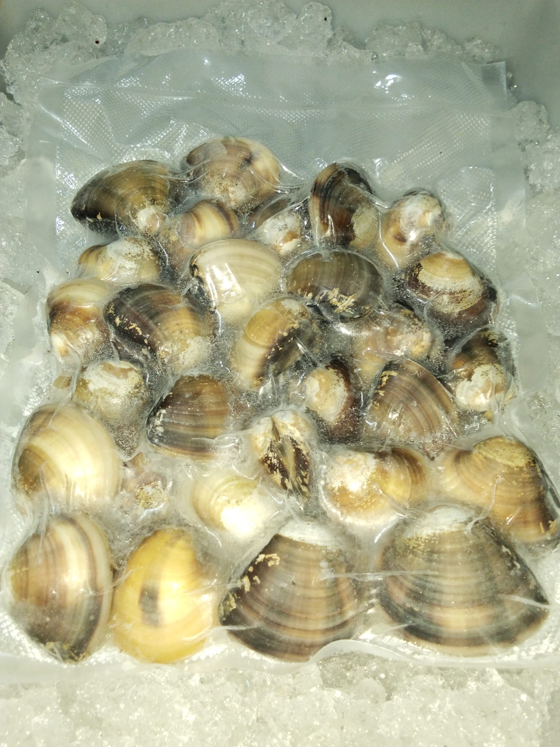 Kerang Manila (Manila Clam) Whole - Berkah Mutiara Selatan